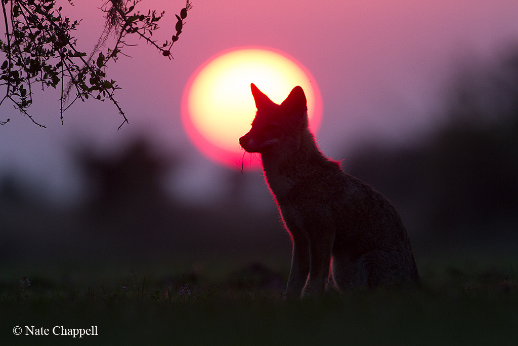 Sunset Fox by Nate Chappell - Photo 5706898 / 500px