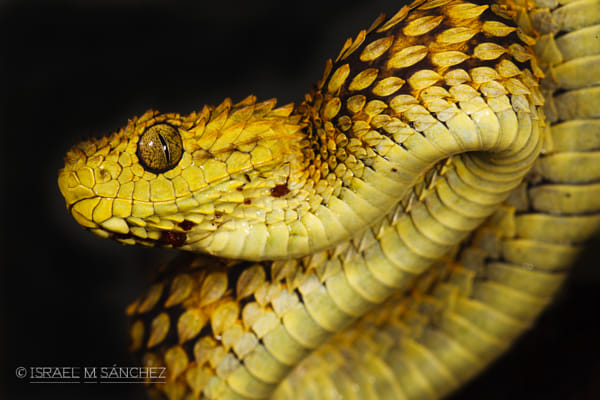 Variable Bush Viper by Israel M. Sánchez | 500px