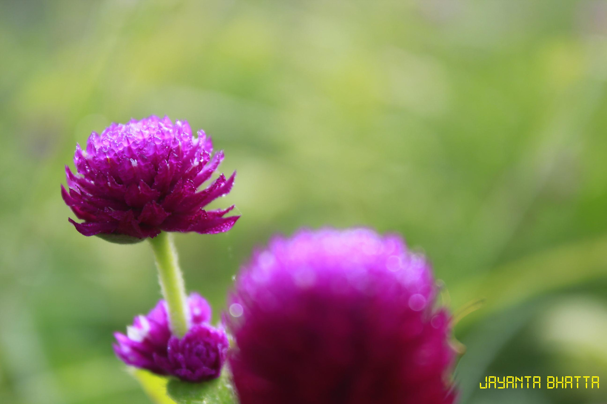 Supari Flower by Jayanta Bhatta / 500px