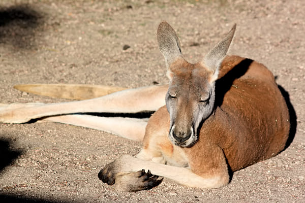 Kangaroo by James Arup | 500px