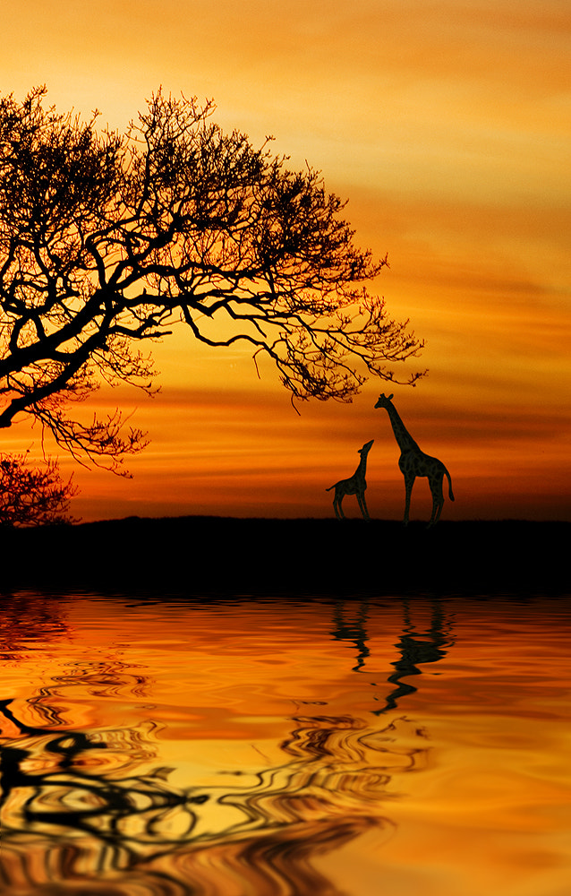 Wild Dawn by Martin Wait / 500px