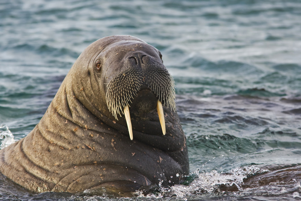 He is the Walrus by Ken Watkins / 500px
