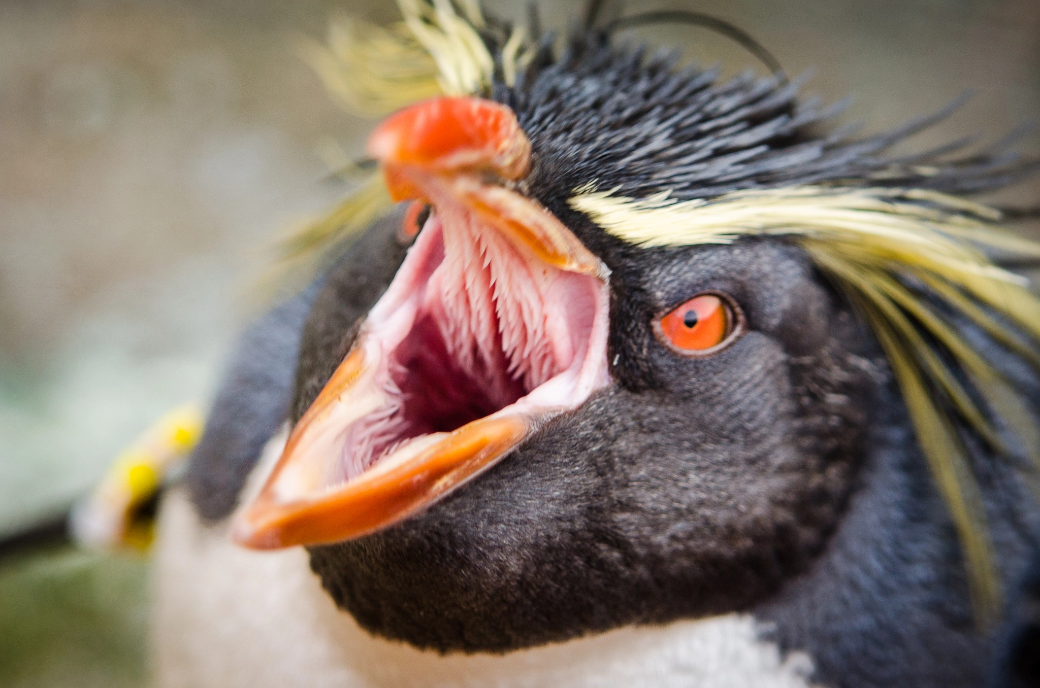 Angry Bird (Rockhopper penguin) by Andy Catlin - Photo 57615666 / 500px