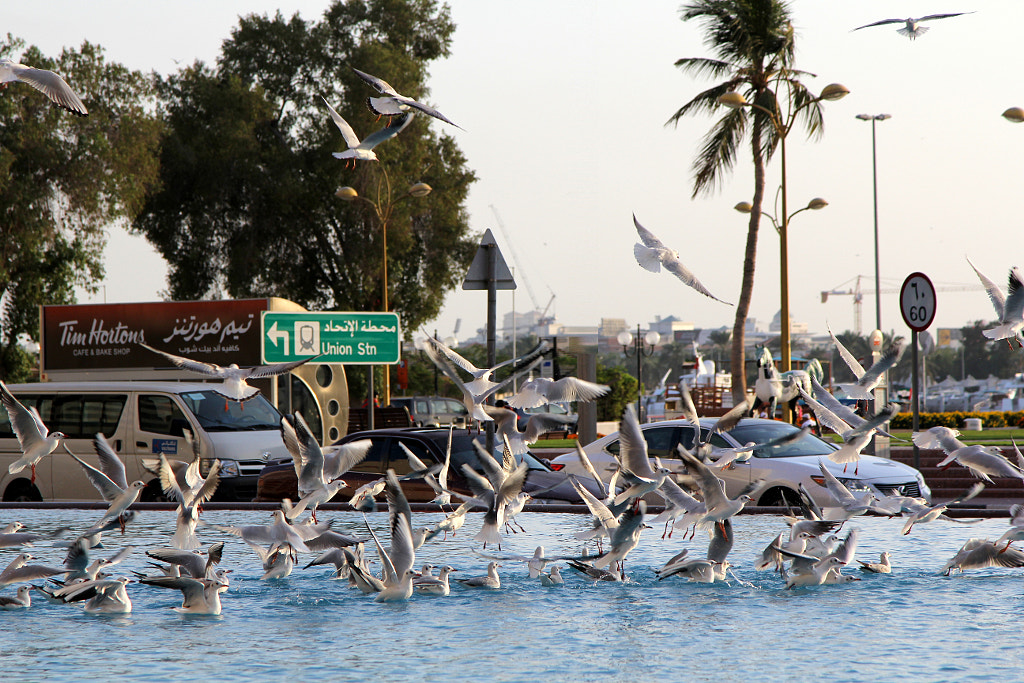 Routine of wings by Georgi Genov / 500px