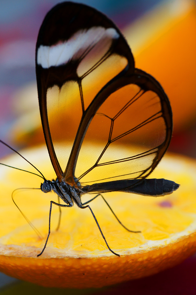 Glasswing Butterfly by Chris Thompson / 500px