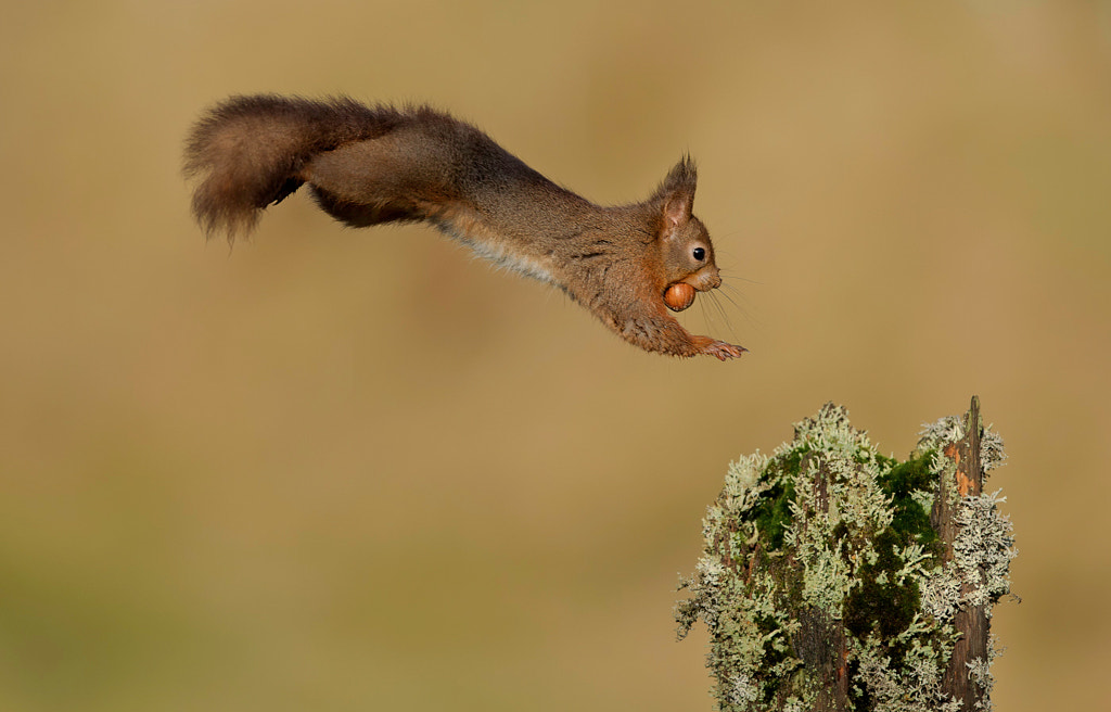 Incoming by Phil Morgan / 500px