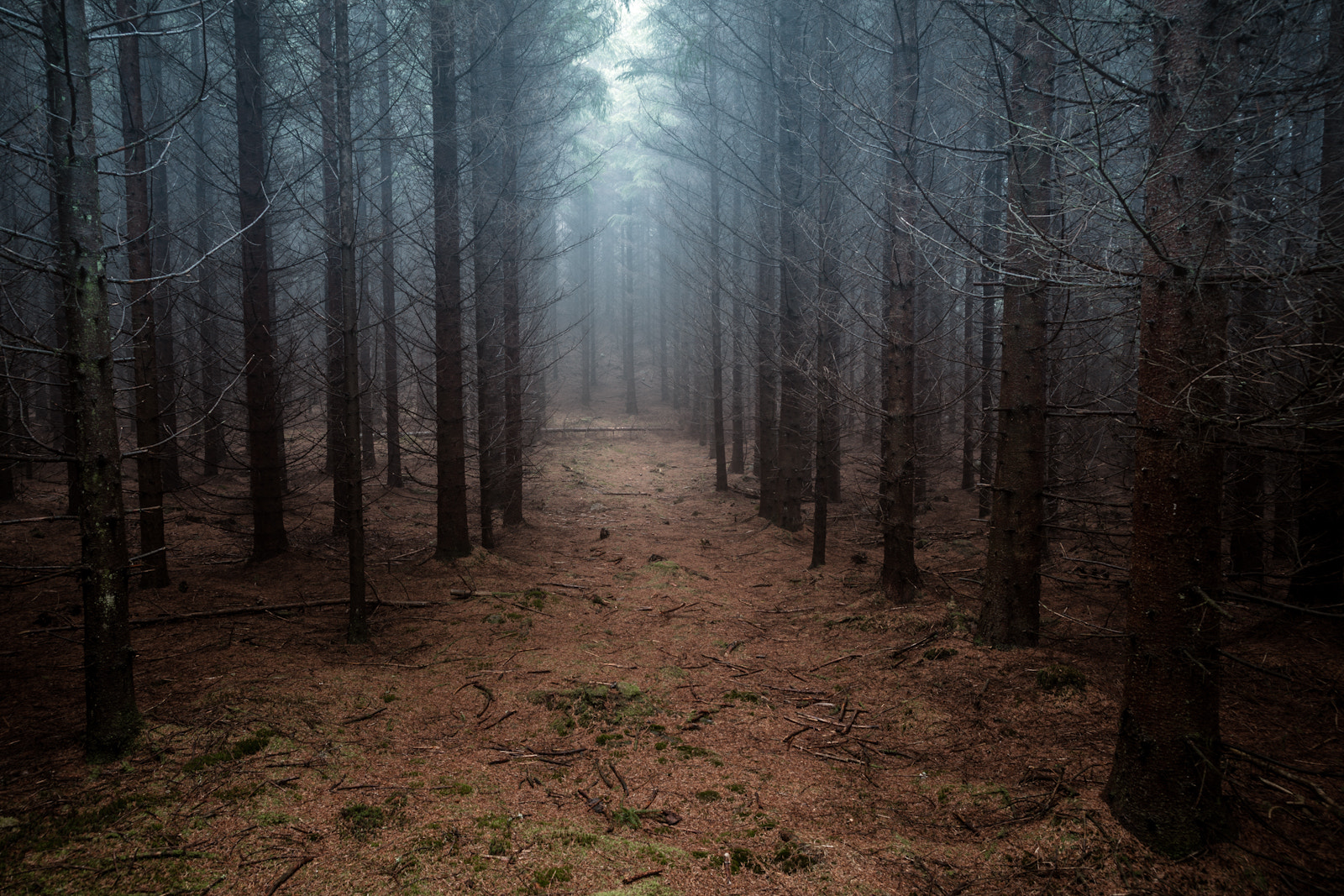 Eerie forest by Daniel Nilsson - Photo 57945172 / 500px