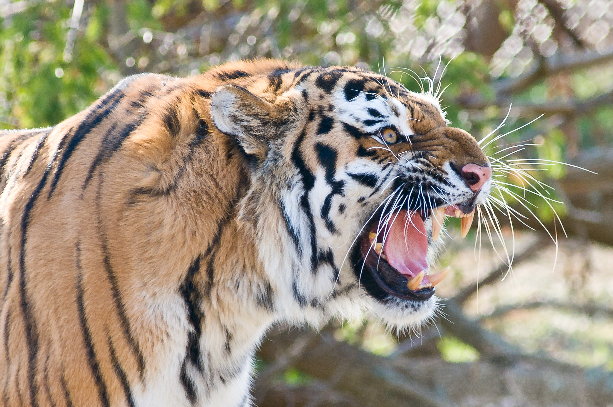 Tiger Roar by Matt Ellis - Photo 5799314 / 500px