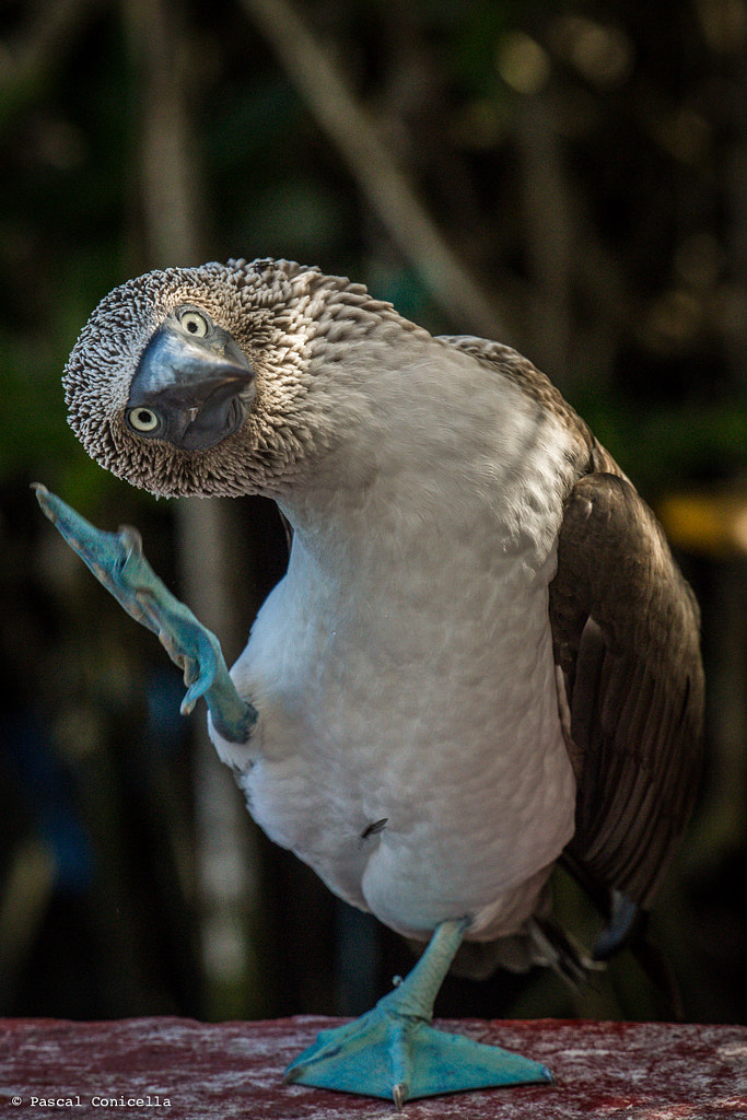 Blue-footed Booby dancer by Pascal Conicella / 500px