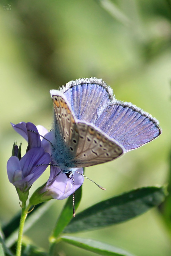 butterfly by Pavel Butovsky / 500px