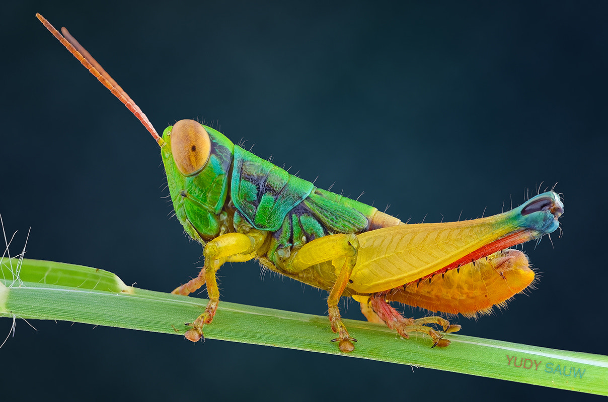 BELALANG by Yudy Sauw / 500px