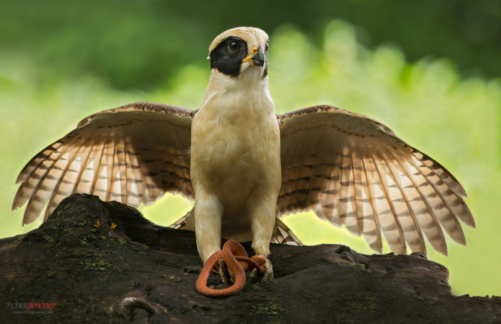 Laughing Falcon (Herpetotheres cachinnans) with snake by Chris Jimenez ...