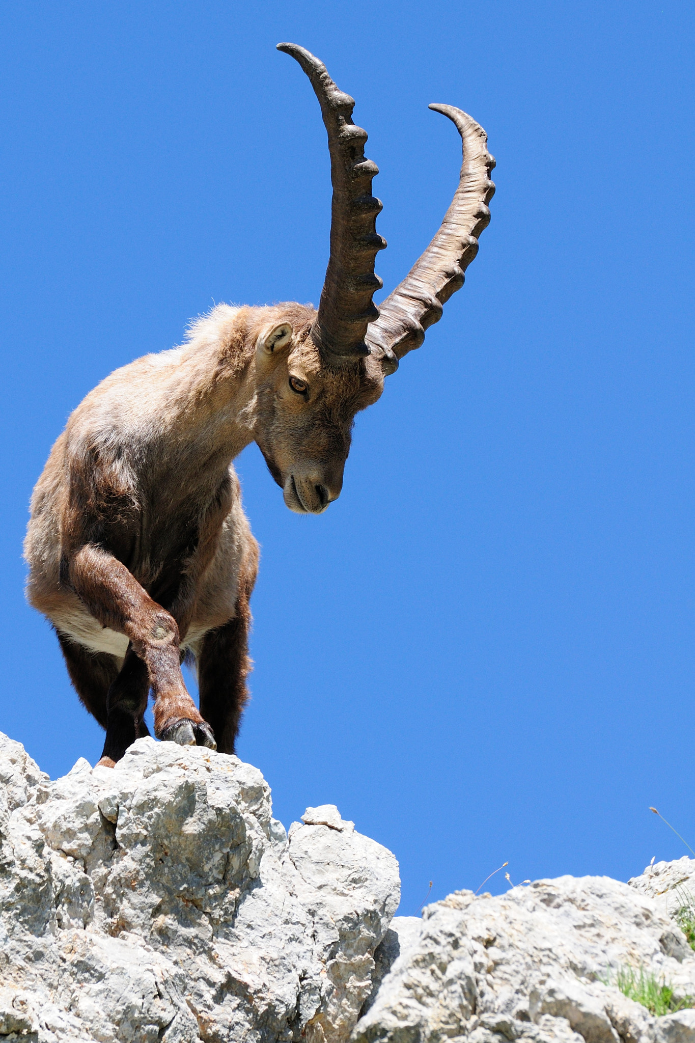 Bouquetin des Alpes (Capra ibex) by Sébastien Blain - Photo 58528422 ...