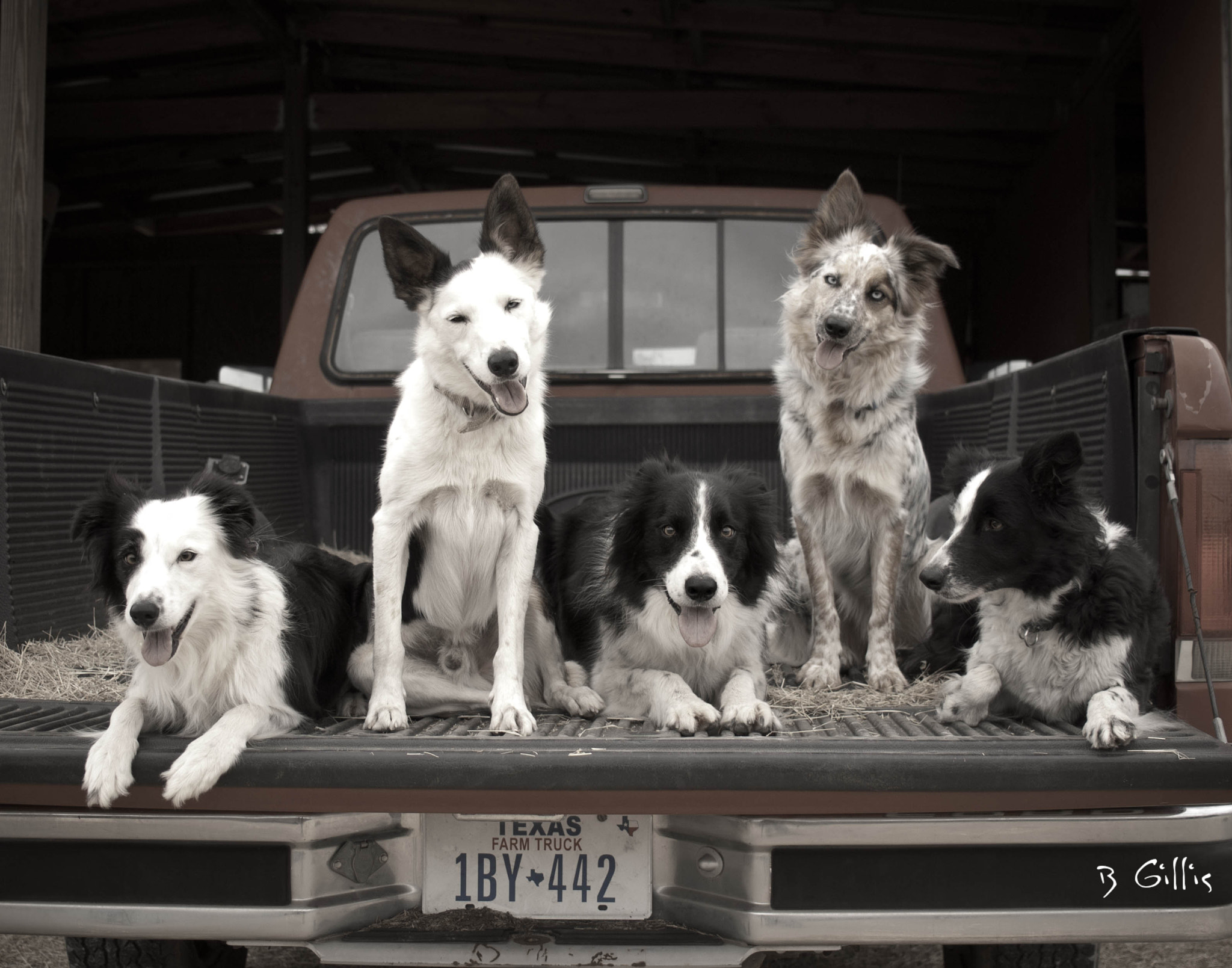 Got Sheep? by Betty Gillis | 500px