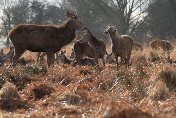 A annoying young deer by Matteo Natalucci | 500px