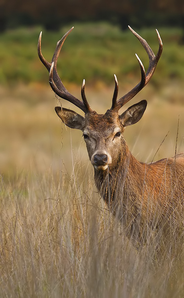 Cervus elaphus by Milan Kapusta / 500px