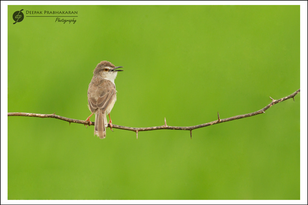 Plain Prinia by Deepak Prabhakaran / 500px
