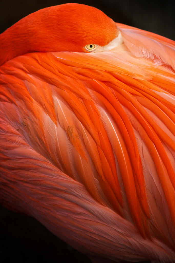 Abstract Flamingo I by Vergil Kanne / 500px