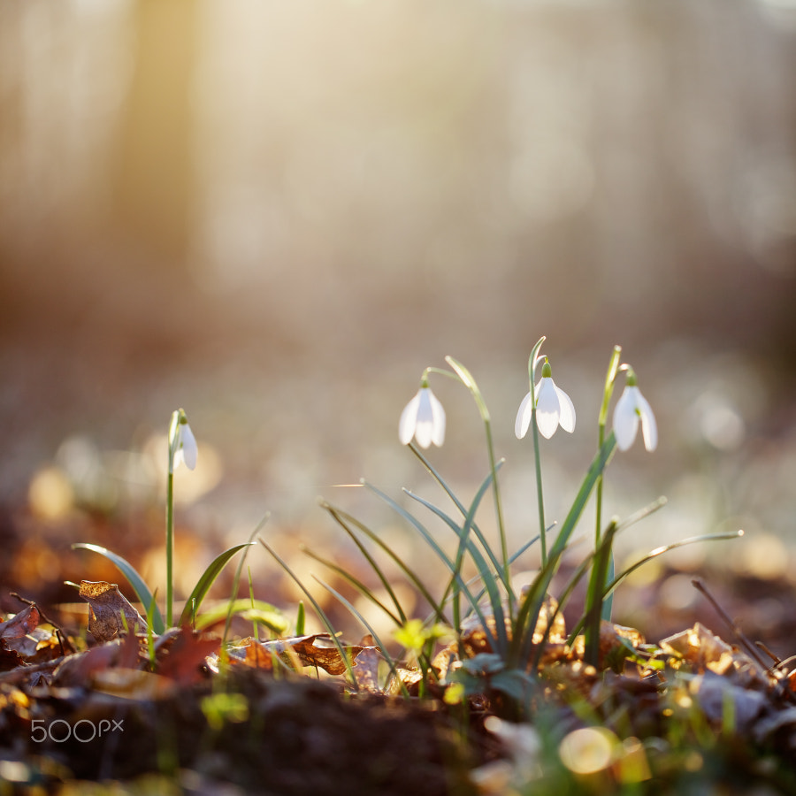 Spring by Martin Rak / 500px