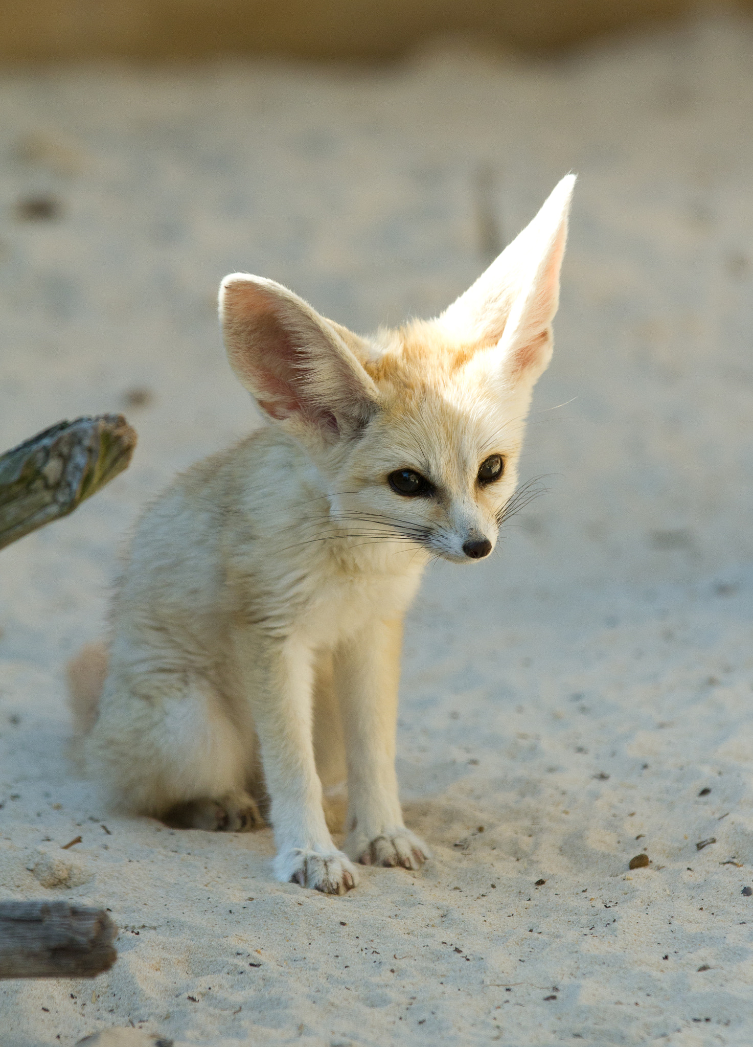 Fennec fox ( Vulpes zerda ) by steven whitehead - Photo 5989820 / 500px