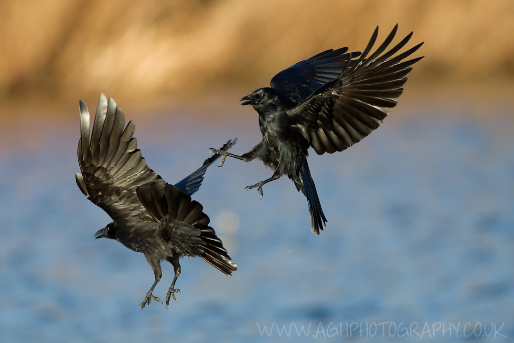 Crow Fight by Tony House / 500px