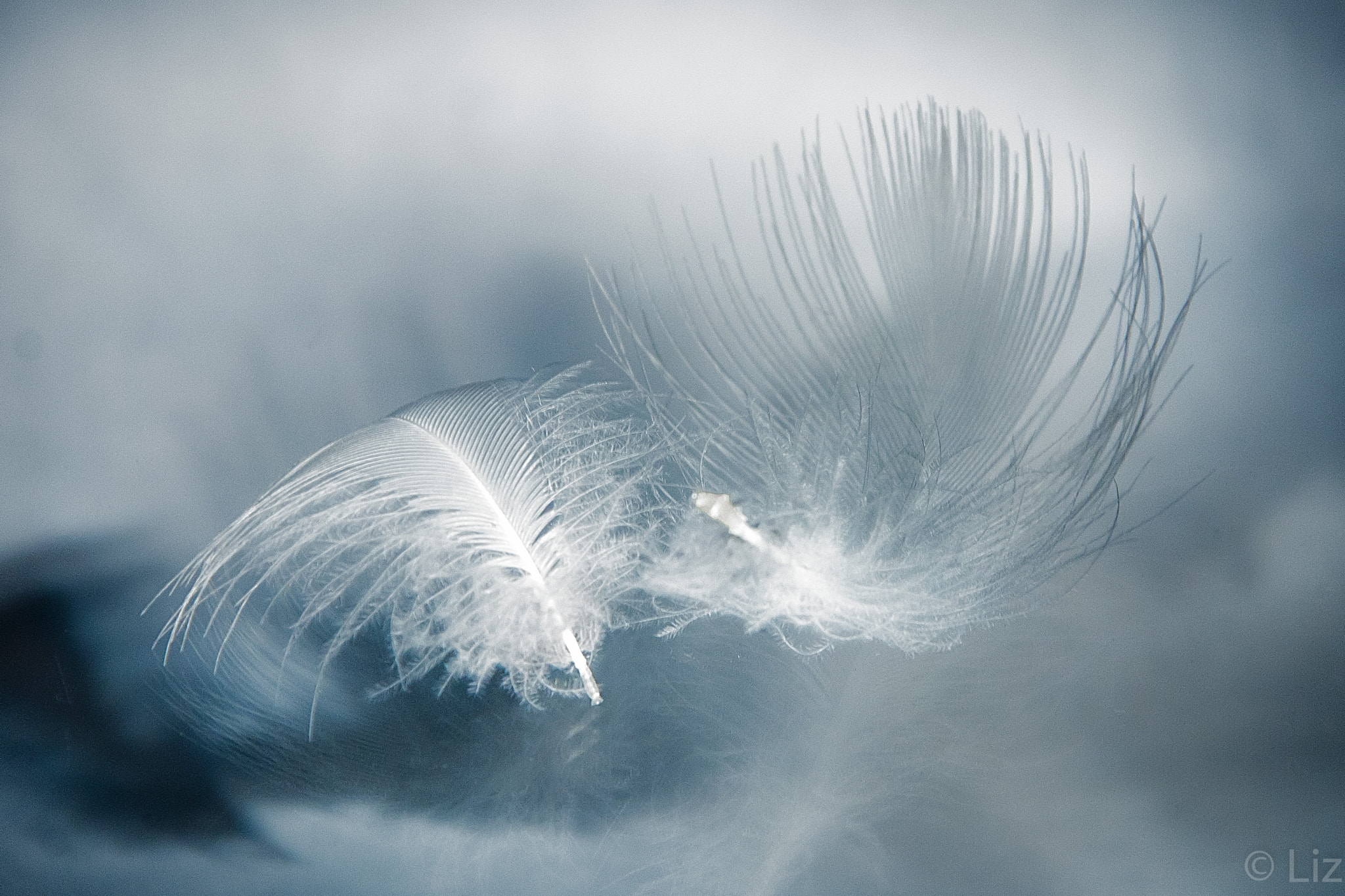 Light as a Feather by lizfortie / 500px