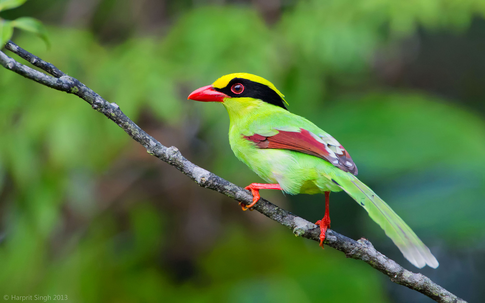 Green Magpie by Harprit Singh / 500px
