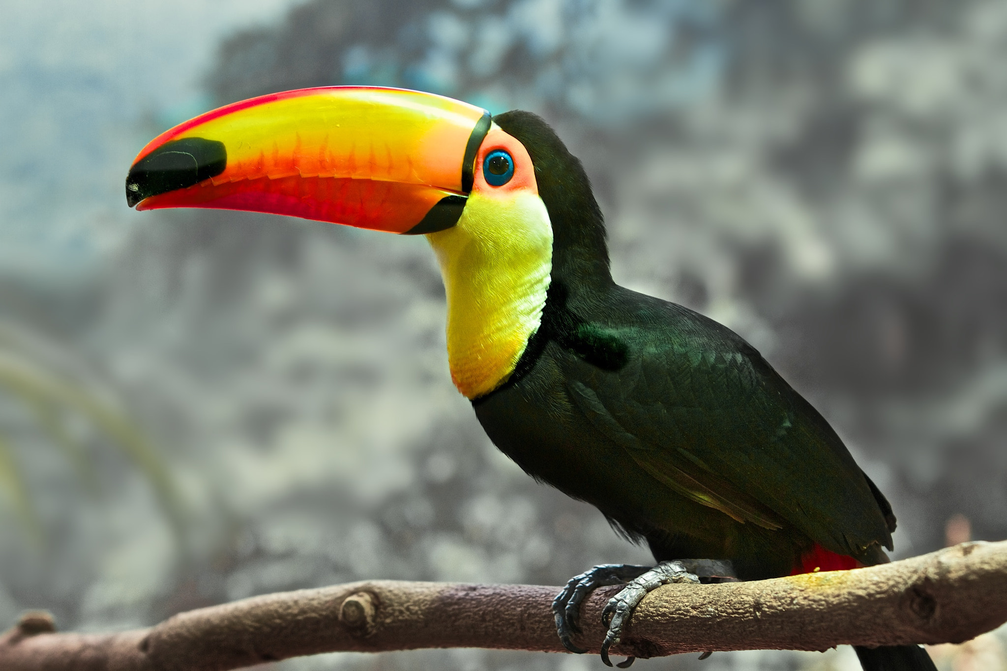 Tokan by vividmoments / 500px