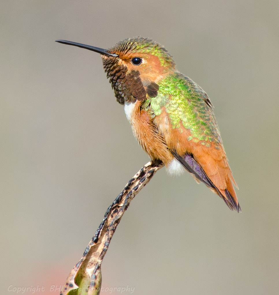 Hummingbird Up Close by BH Weber / 500px