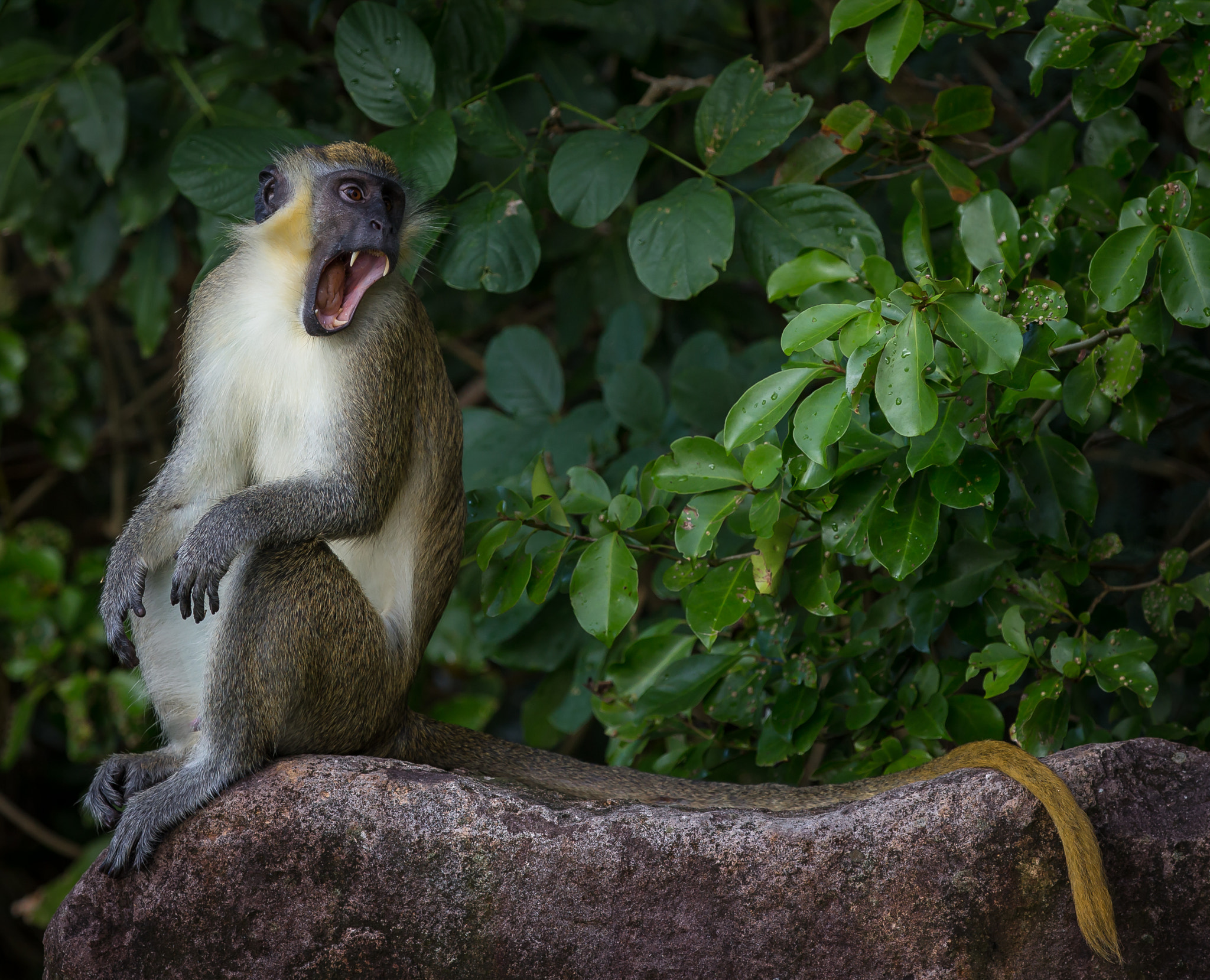 African Green Velvet Monkey by Mark Adkins / 500px