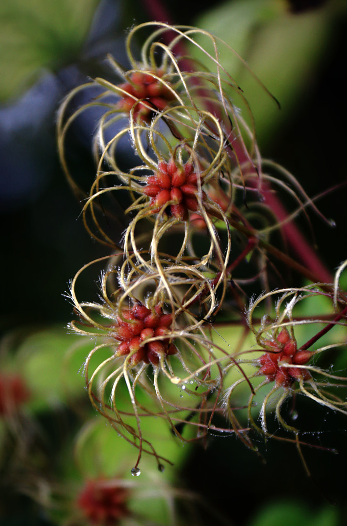 Curly by Kim Baudart | 500px