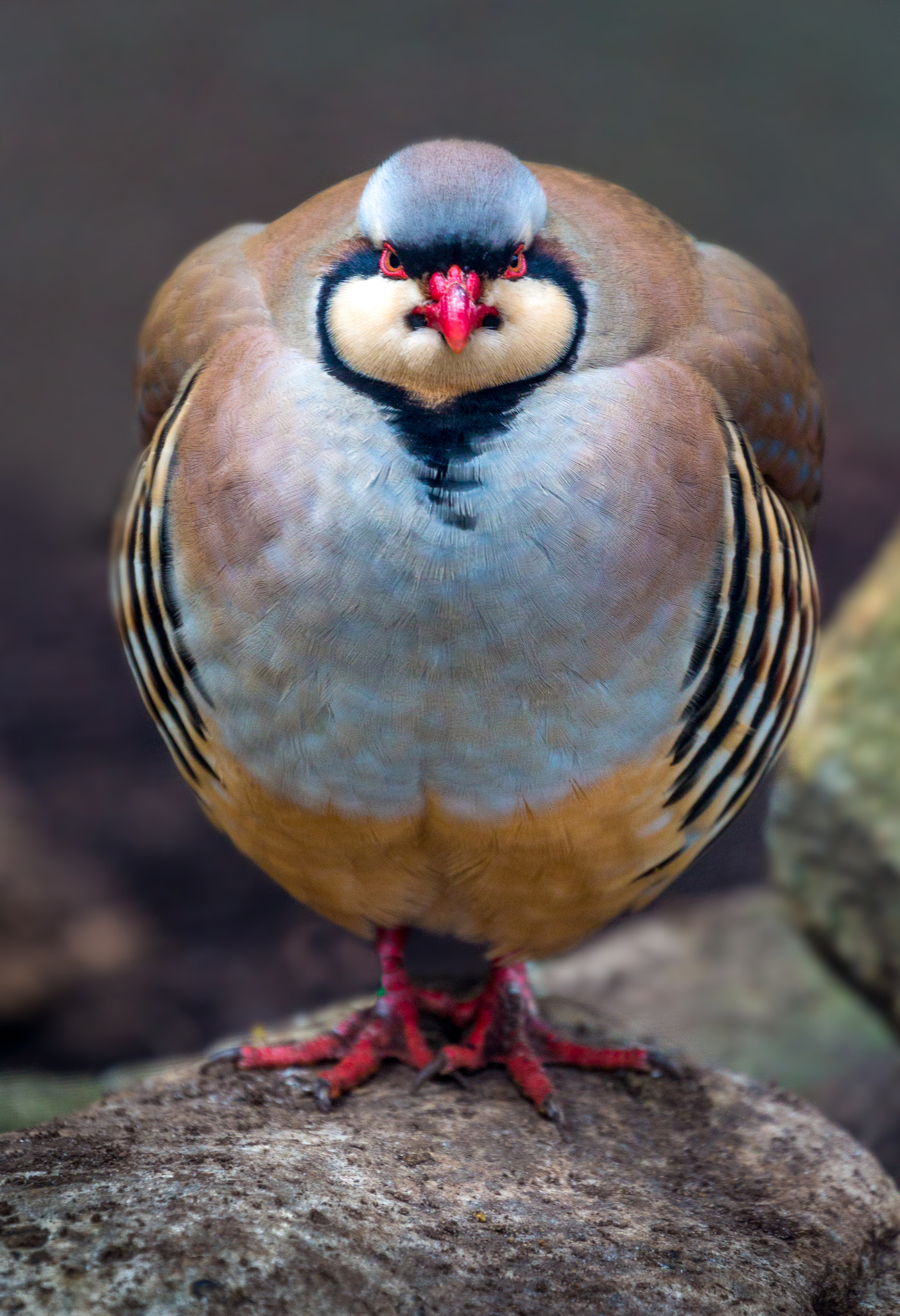 Chukar Partridge by Alan Shapiro - Photo 60746898 / 500px