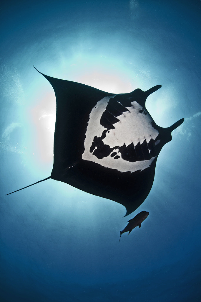 Manta Ray by Kadu Pinheiro / 500px