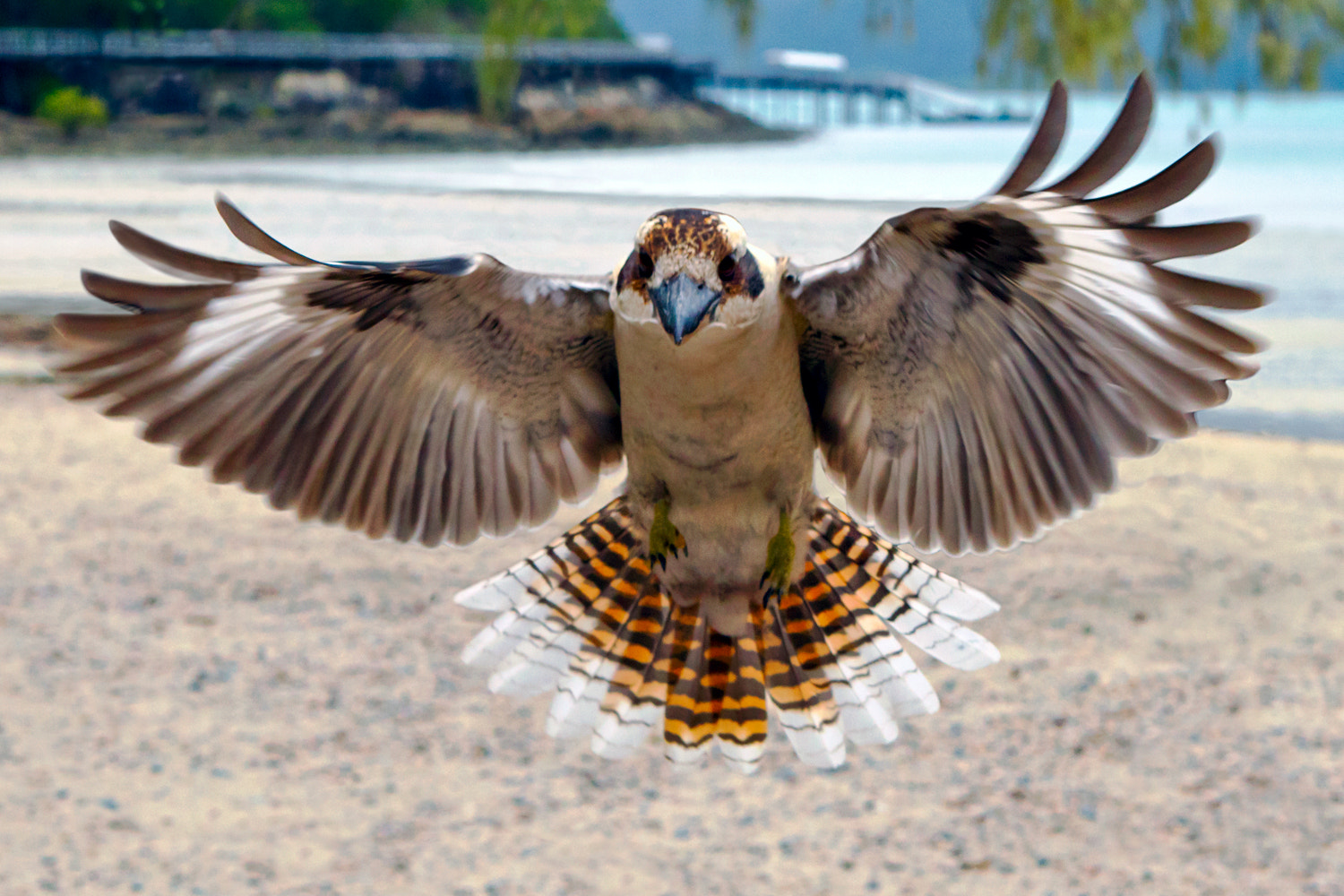 Australian Laughing Kookaburra by Steve Passlow / 500px