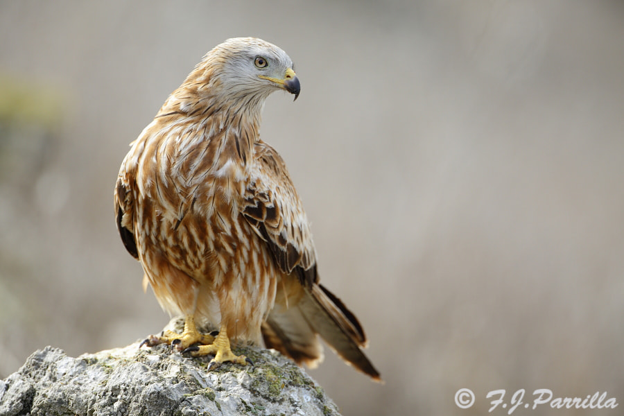 Milvus Milvus by Francisco Javier Parrilla / 500px