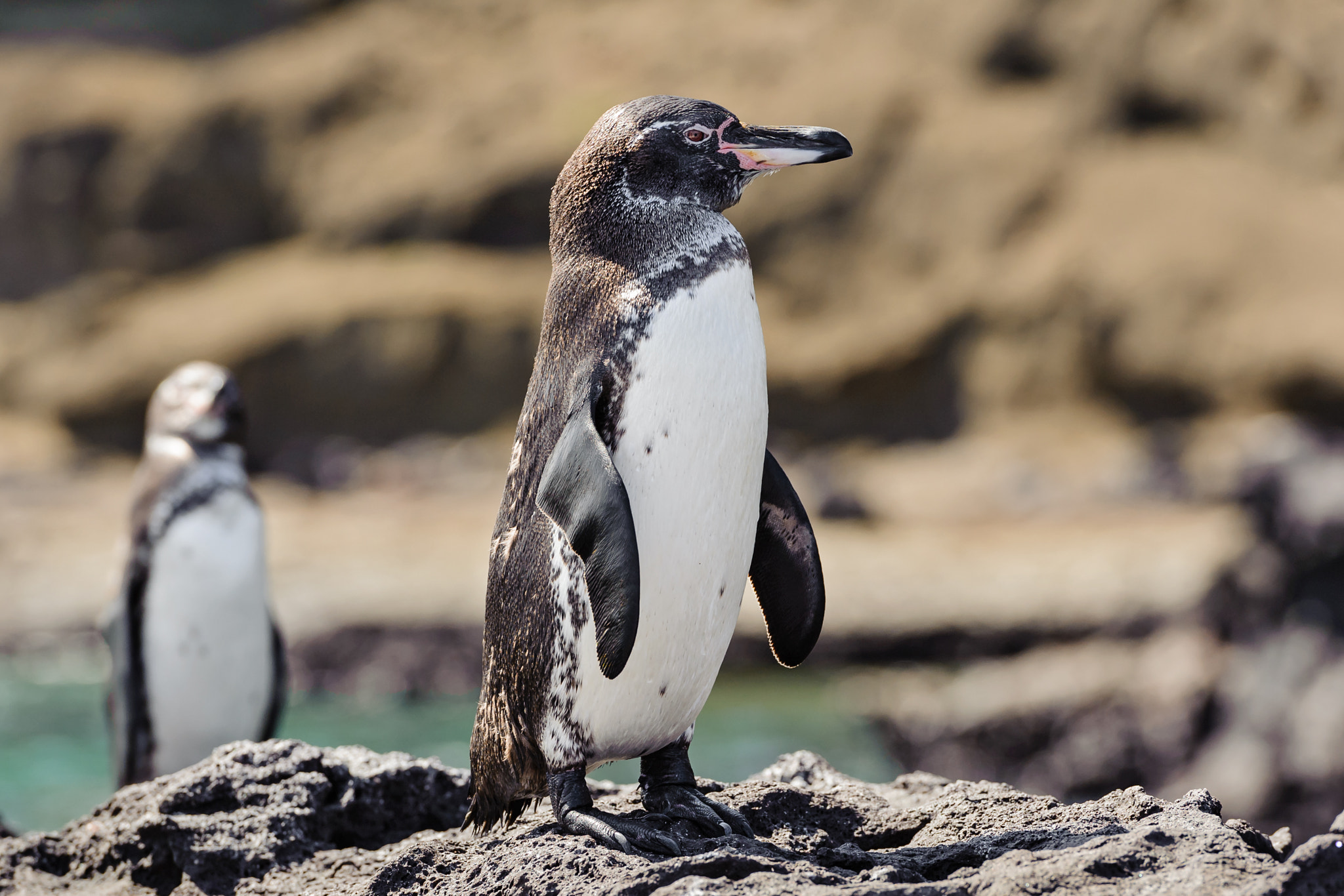 Humboldt Penguin by Dietmar Willuhn / 500px