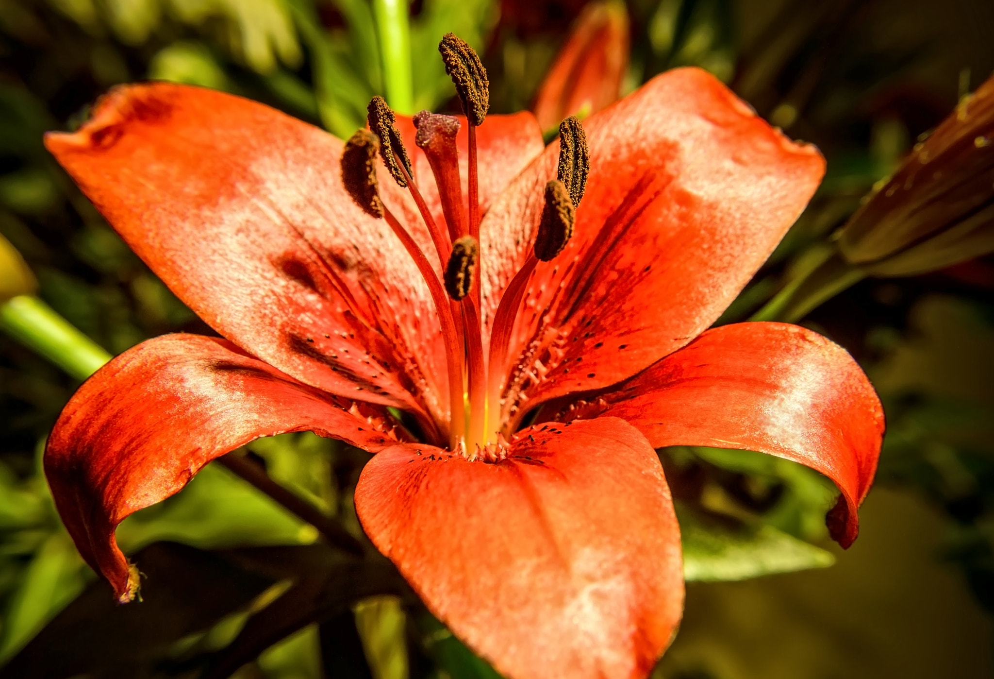 Fire Lily by Yvon van der Wijk / 500px