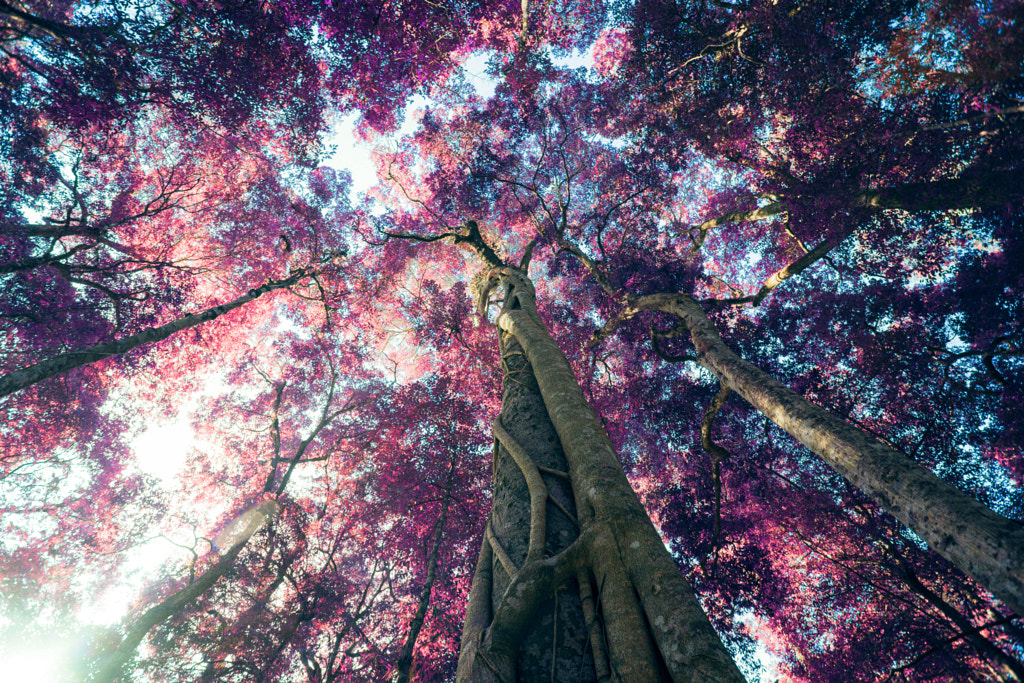 Pink Tree by Chanarthip Siriviriyapoon / 500px