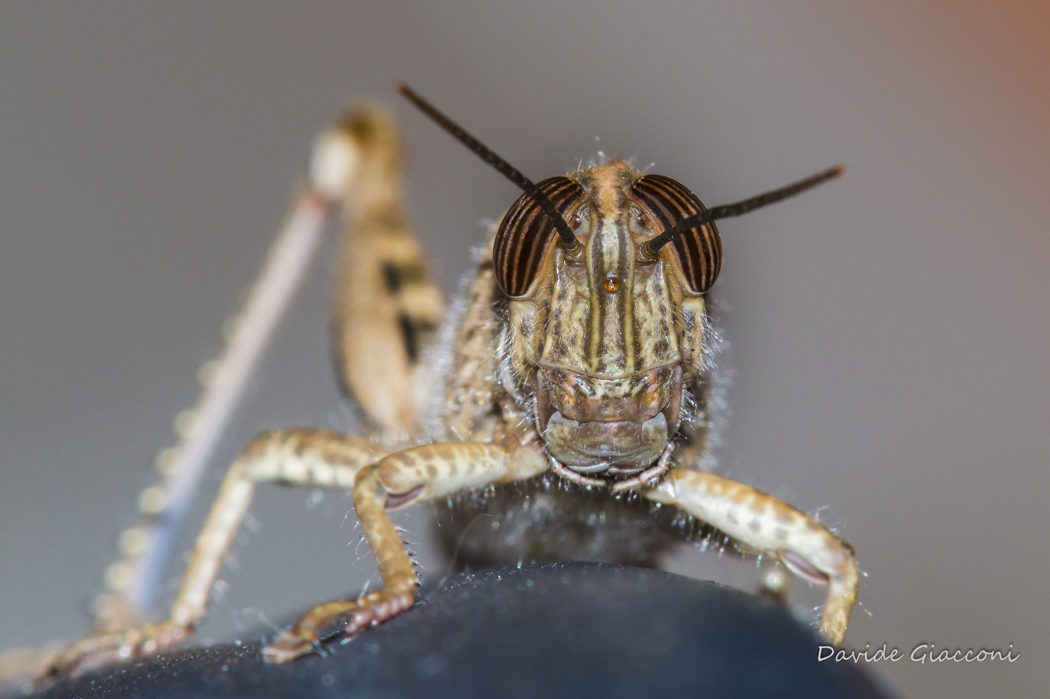 Calliptamus italicus face (Locust) by Davide Giacconi - Photo 62010095 ...