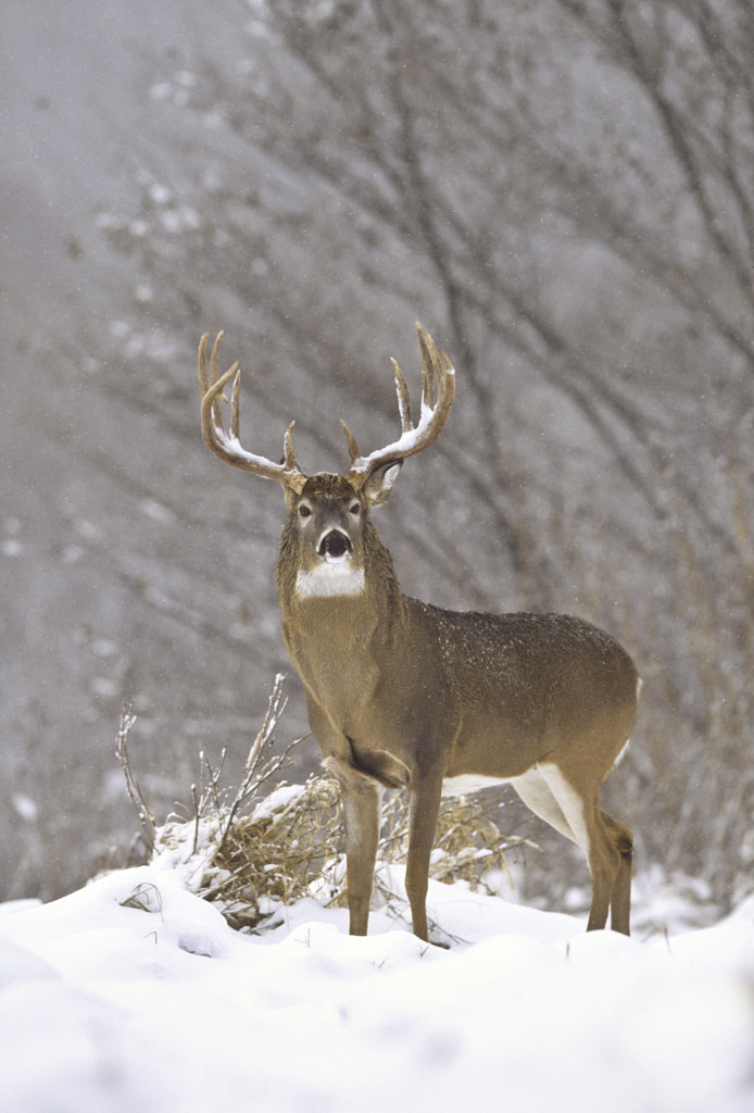 Whitetail buck in snow by D. Robert Franz / 500px
