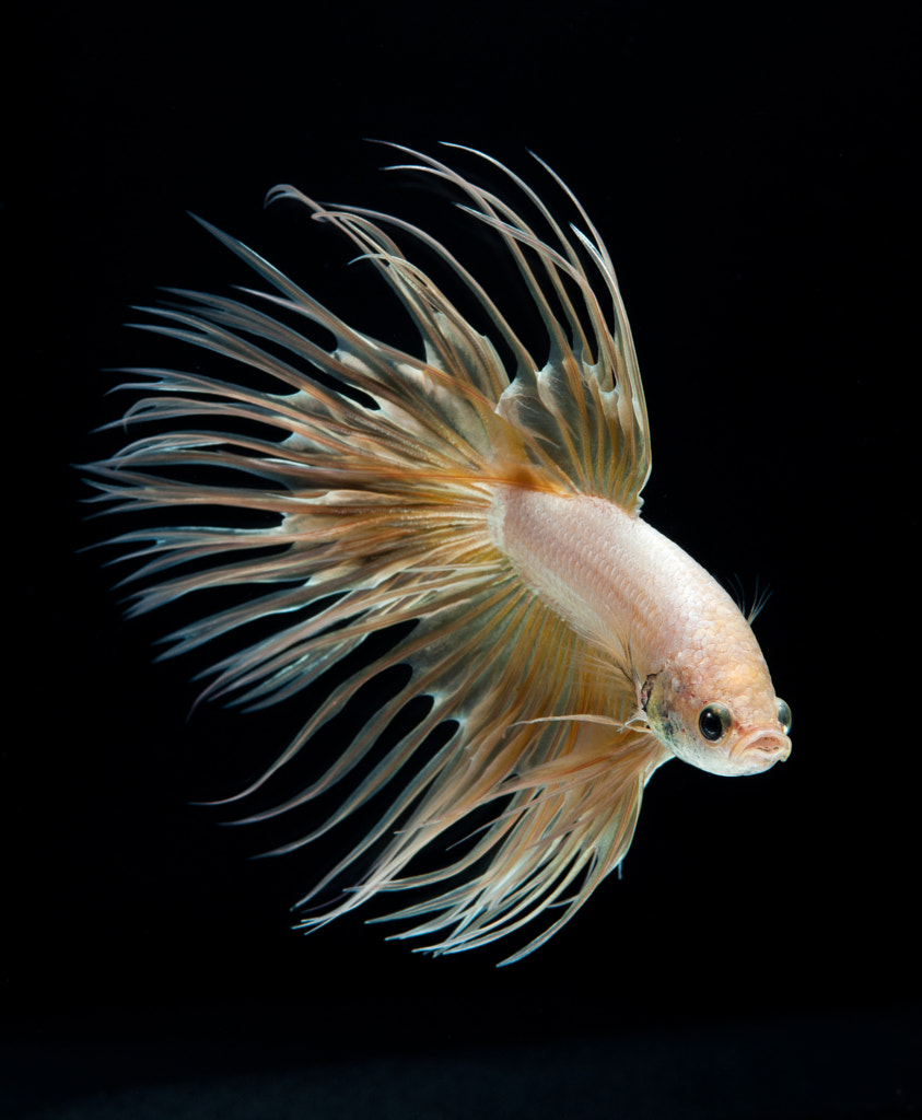 gold betta fish by visarute angkatavanich / 500px