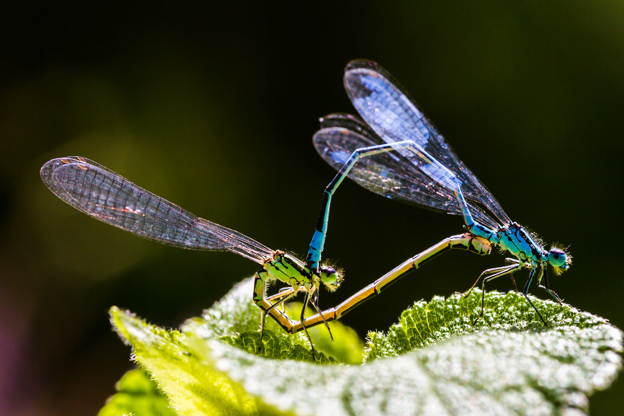 Dragonflies in love by Daniele Iurissevich / 500px