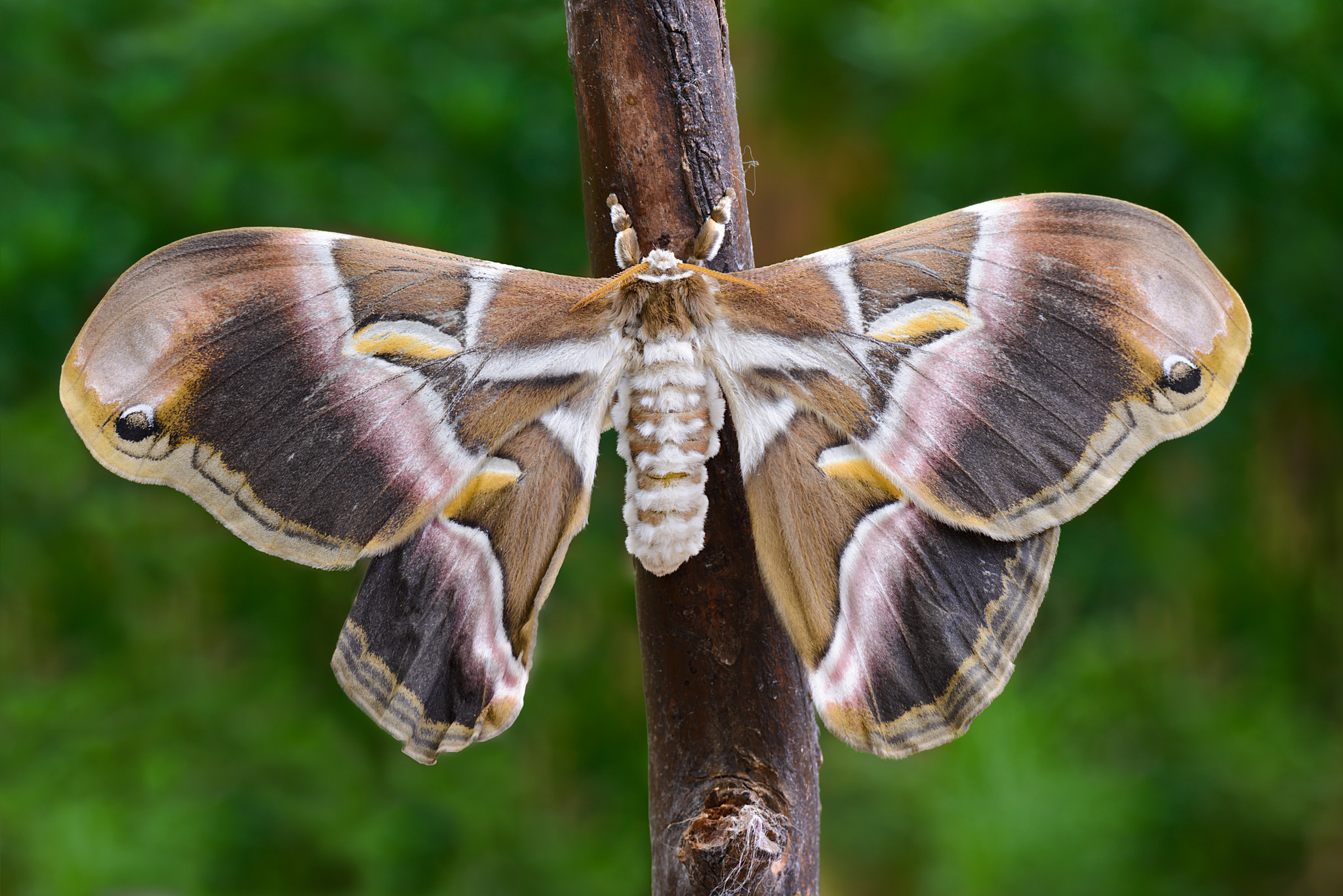 Polilla by Rafael Sacasa / 500px