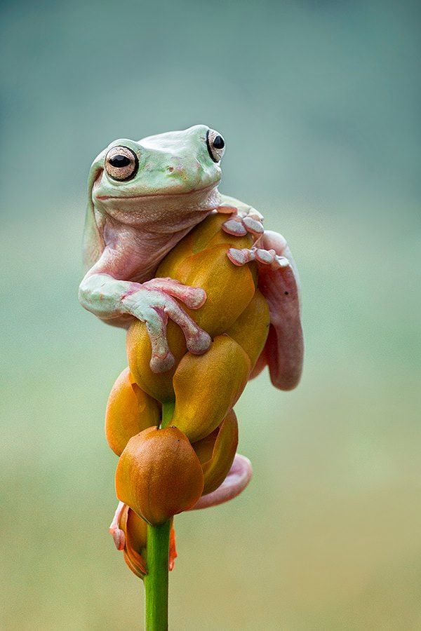 the frog by Hendy Lie / 500px