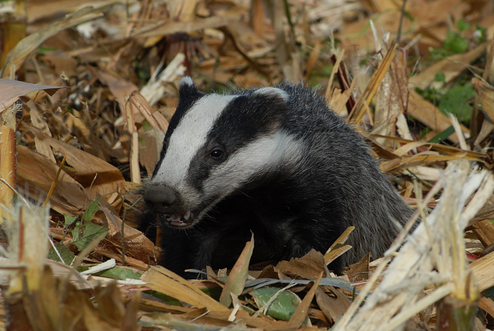 Badger (meles meles) by predrag kostin / 500px