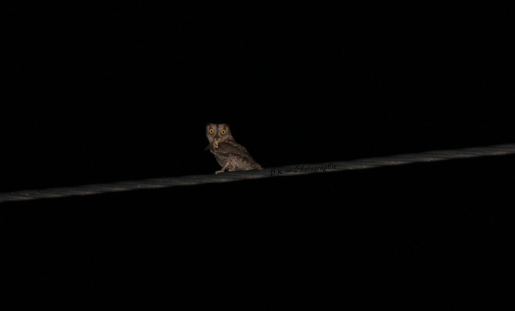 Small duke, Petit Duc. by Kévin Bouchard / 500px