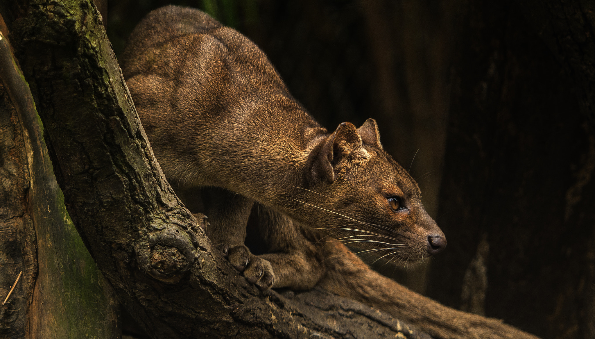 Madagaskar´s hunter - Fossa by Michael Rehbein / 500px
