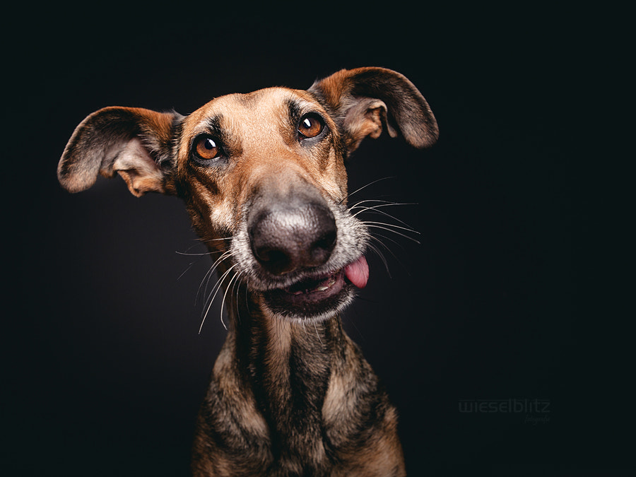 The goofy goober by Elke Vogelsang / 500px