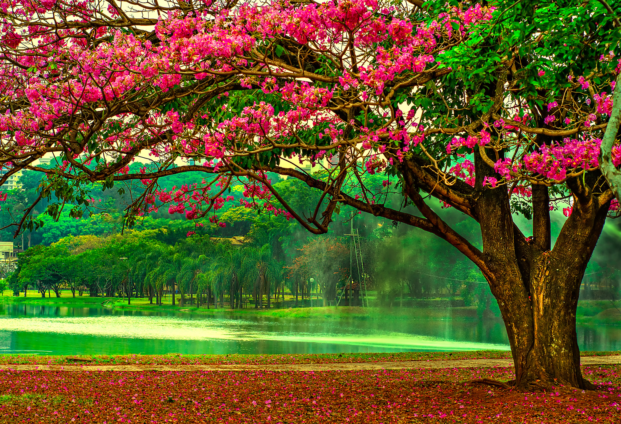 Lago Rua do Porto - Brasil by Randal Palladino / 500px