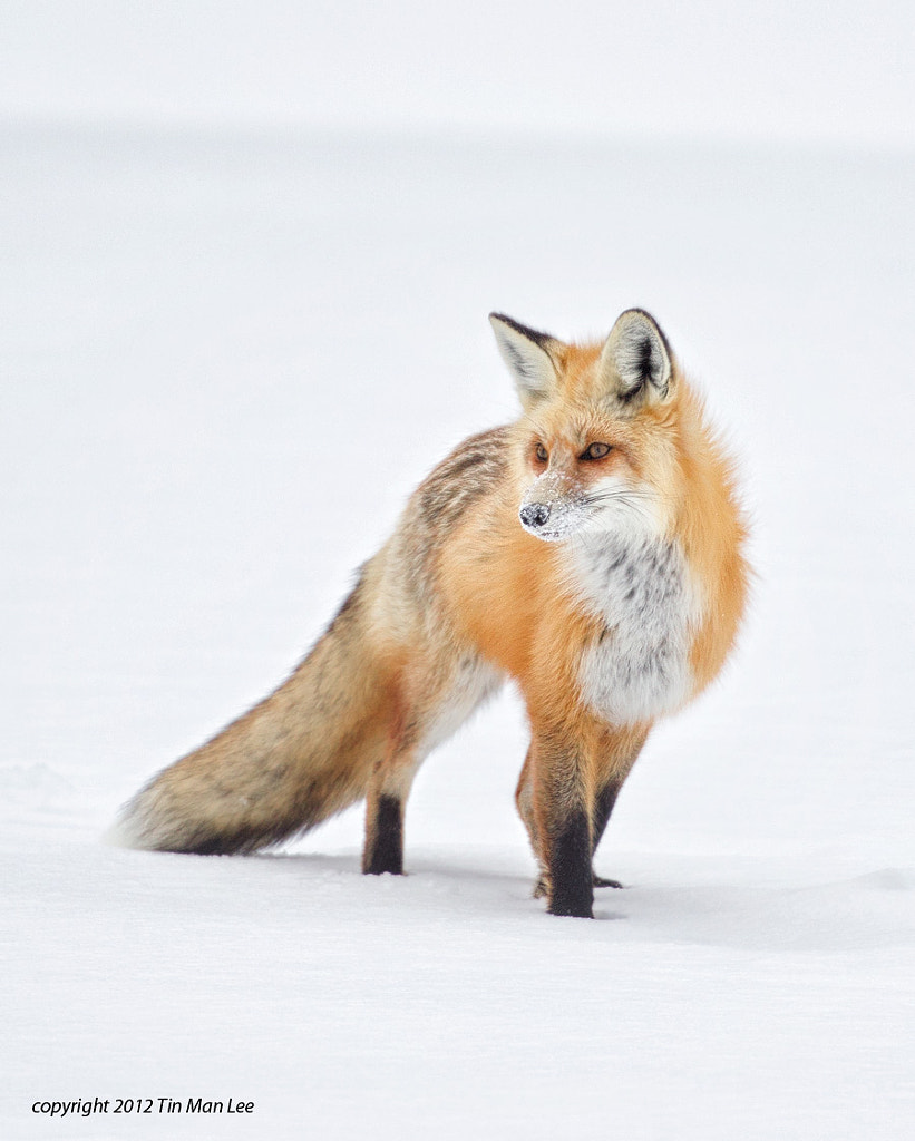 Snow-covered Snout, Red Fox by Tin Man / 500px